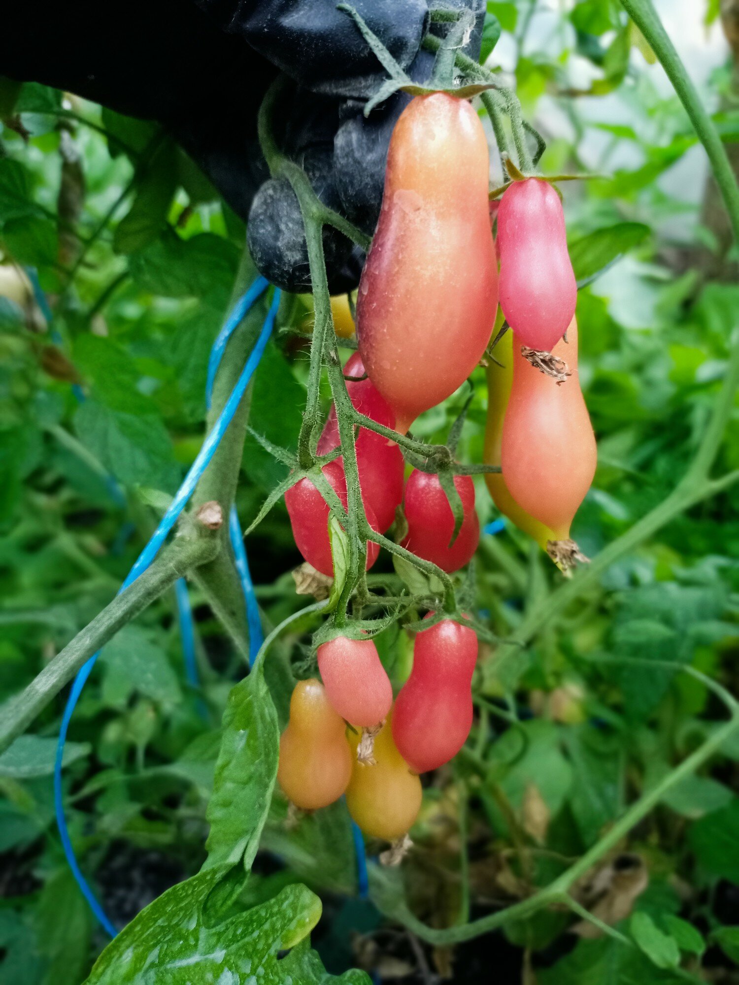 Томат черри "Кумкват Розовый Опал". семена томата 10 штук. Коллекционный сорт.