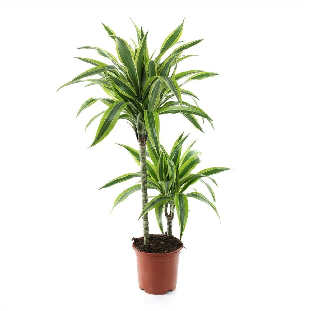 Драцена Лемон Лайм - Dracaena fr. Lemon Lime D21 H100