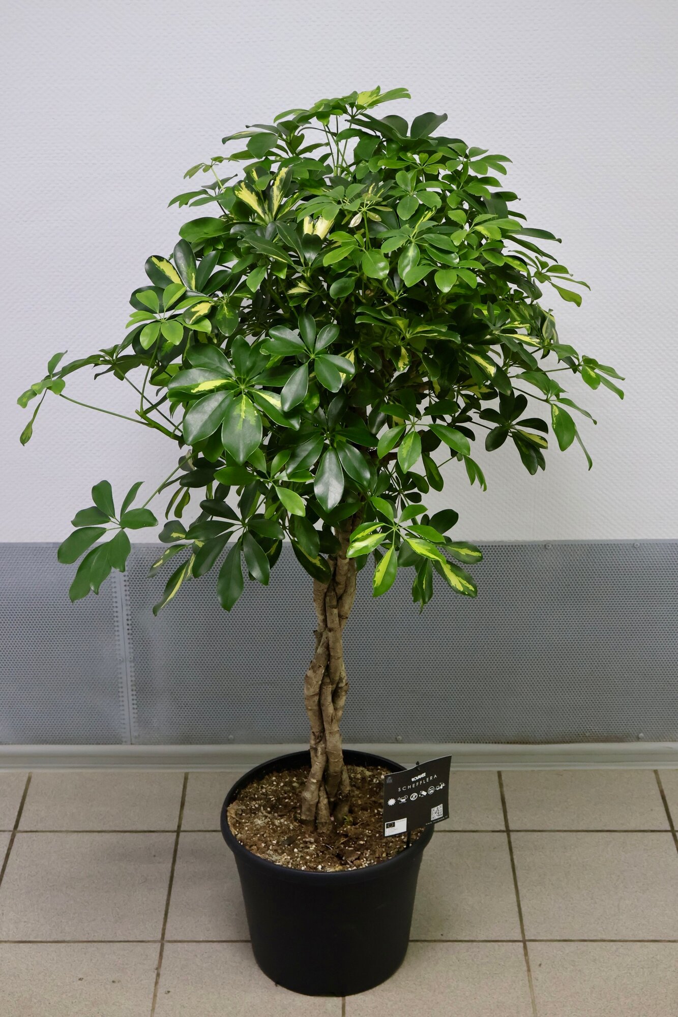 Шеффлера переплетенная (штамбовая) (D-34 H-140)