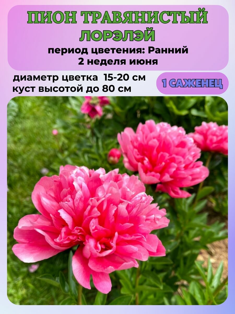 Пион травянистый Лорэлэй, корневище 1 шт.