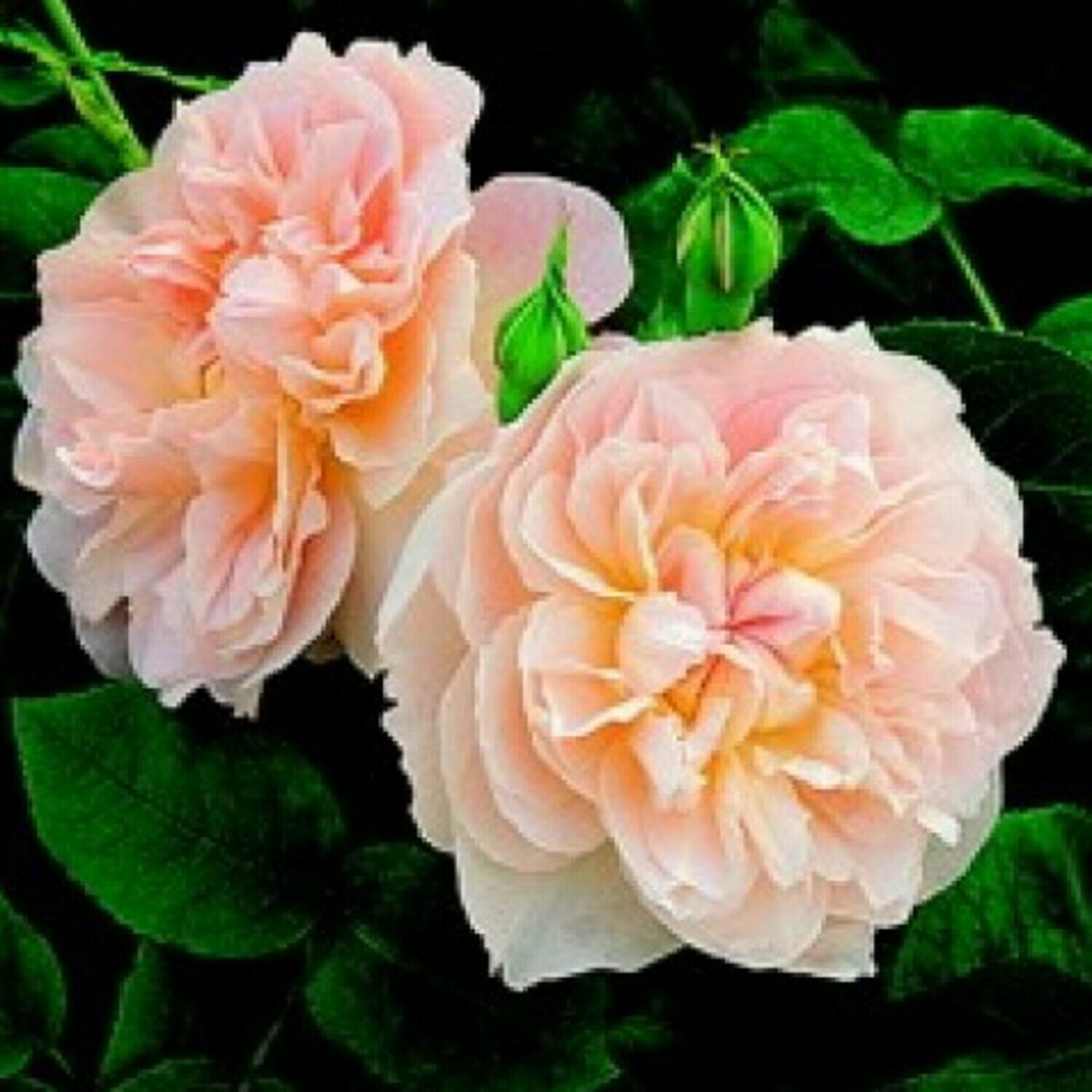 Роза английская Мария Магдалена (Mariya Magdalena) / 1 шт, ароматный сорт