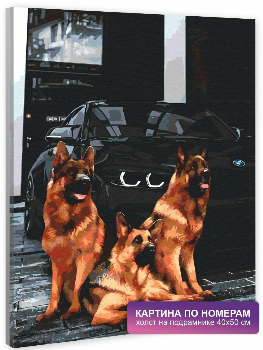 Картина по номерам на холсте с подрамником 40х50 см. Природа, животные, рыбы, птицы. Собаки, щенки. "Немецкие овчарки, BMW", арт. 4042/