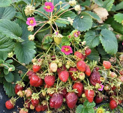 Семена земляники Тоскана F1 (семена) 5 шт.