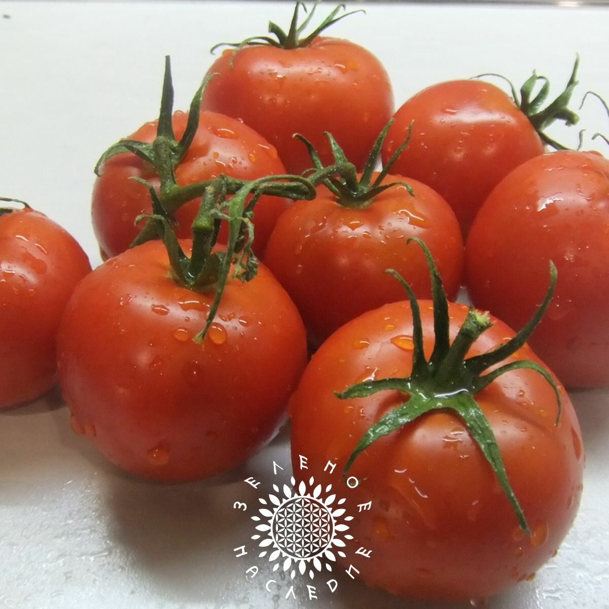 Семена Томат Карлик най най най (лат. Solanum lycopersicum) 10 шт