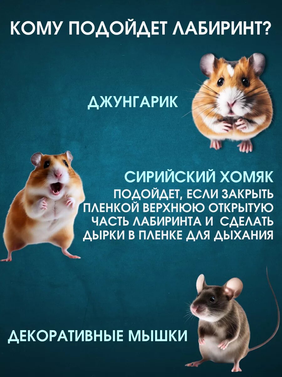 Лабиринт для хомяка — фото 1