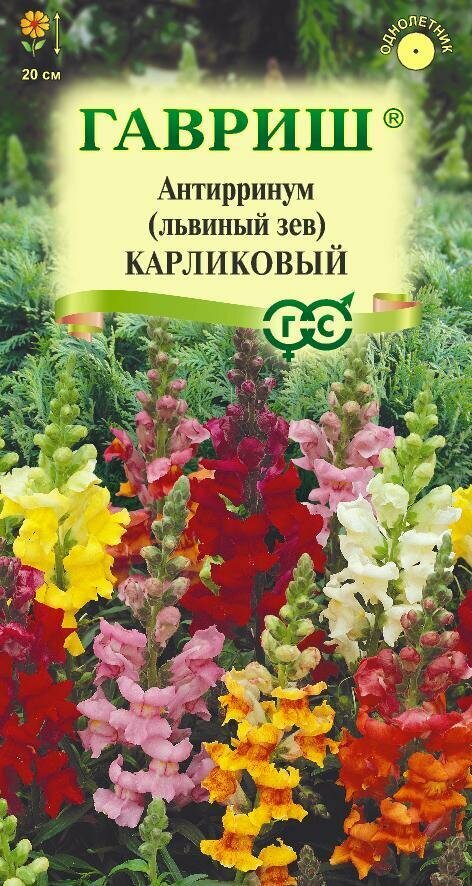 Цена за 10 пачек! Семена Антирринум (Львиный зев) Карликовый 0,05г Одн смесь 20см (Гавриш)