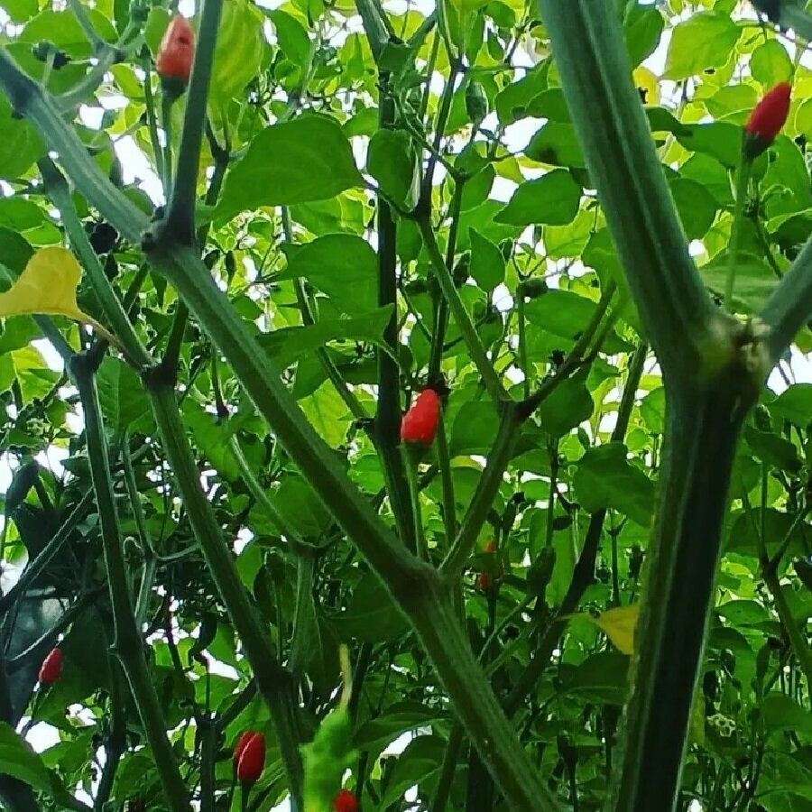 Семена Deodar SEEDS COMPANY Перец острый Mini Mini from Brazil 5 шт.