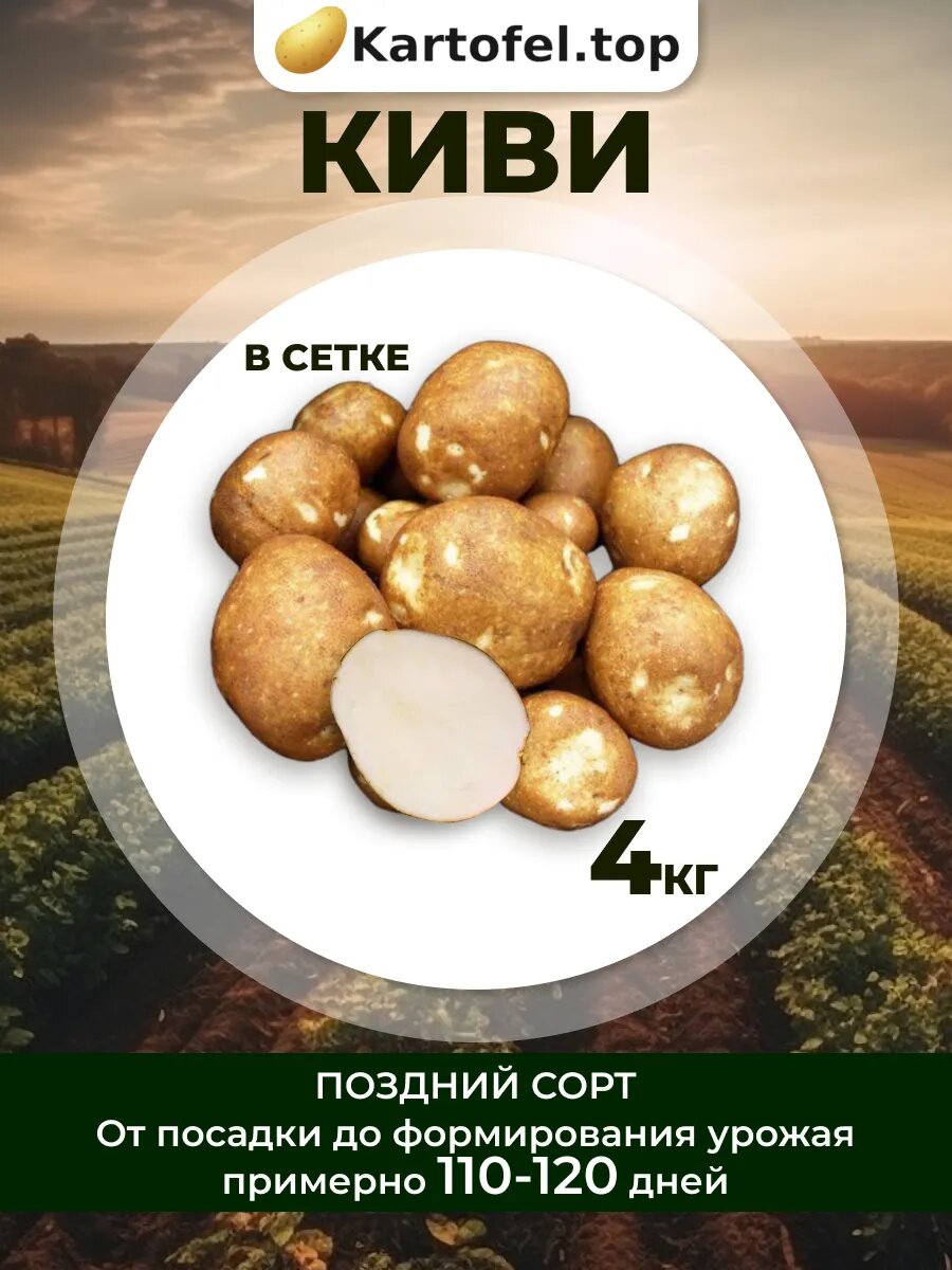 Картофель семенной на посадку Киви 4 кг