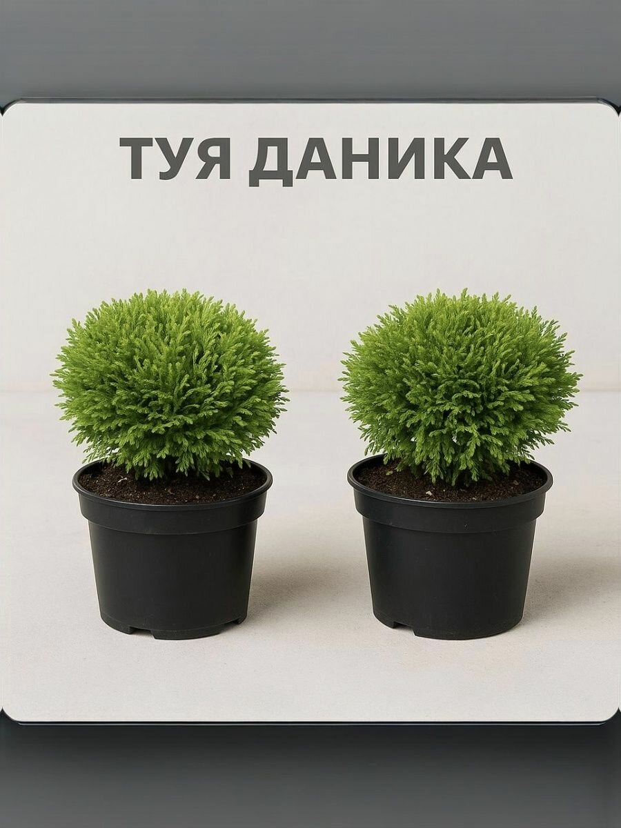 Туя "Даника", саженец, морозостойкая, шаровидная, зеленая ЗКС