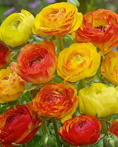 Лютик азиатский Пикоти Ориндж 7/8, 10 шт.