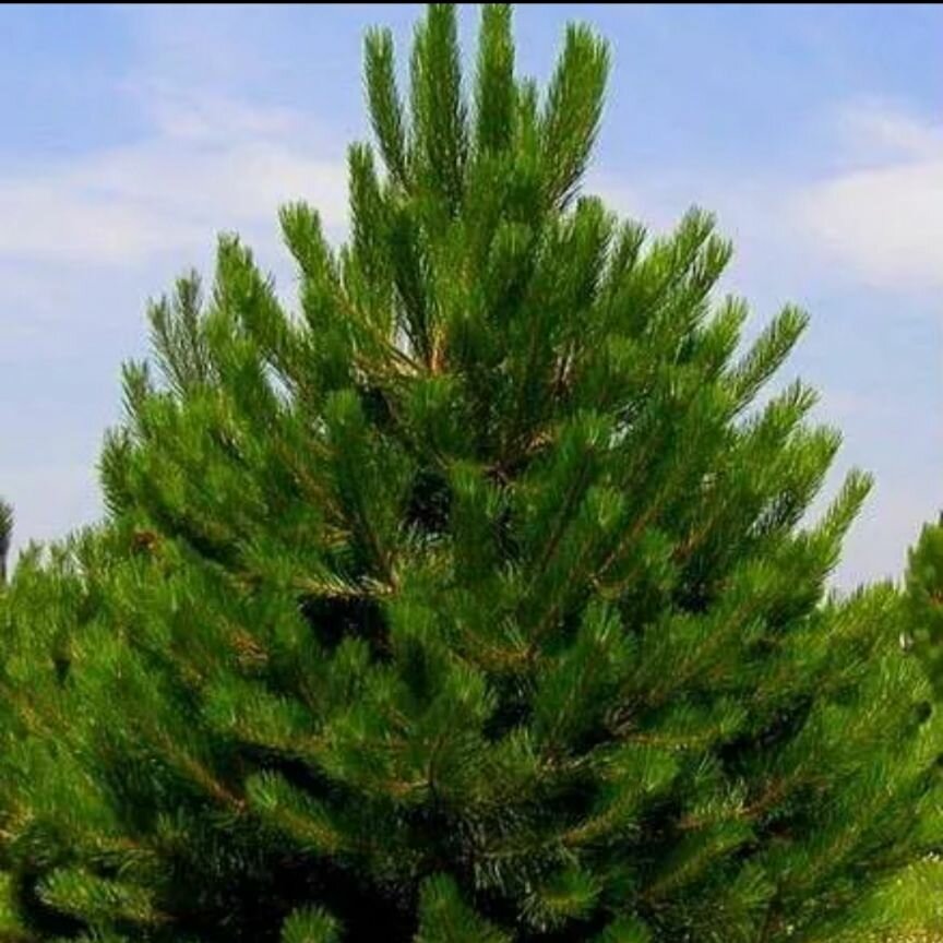 Семена Сосны Чёрной Австрийской, 25 штук