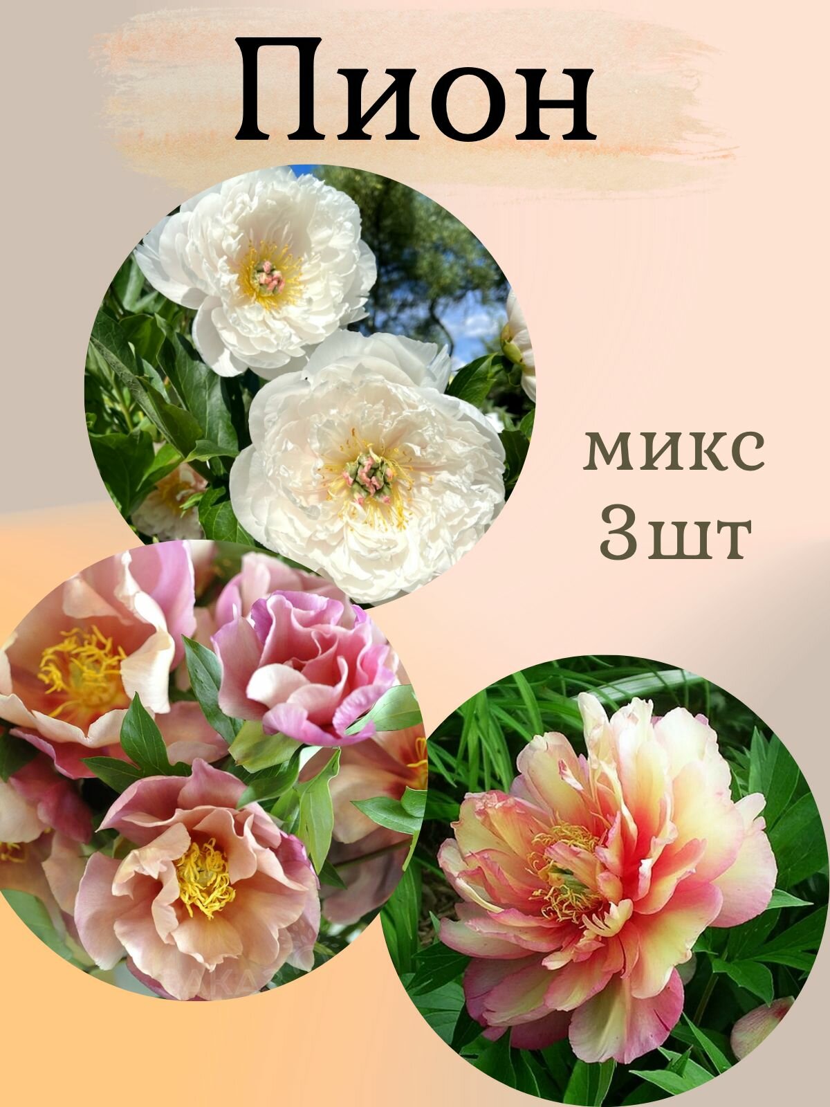 Пионы, многолетние цветы Микс из 3 штук