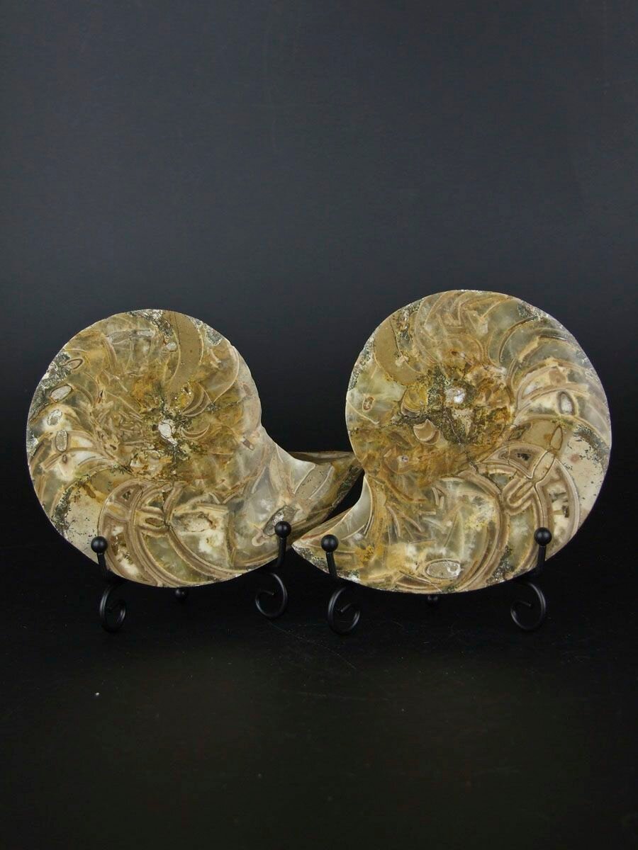 Аммонит Наутилус окаменелость Cymatoceras 166-60 млн лет - 12 см