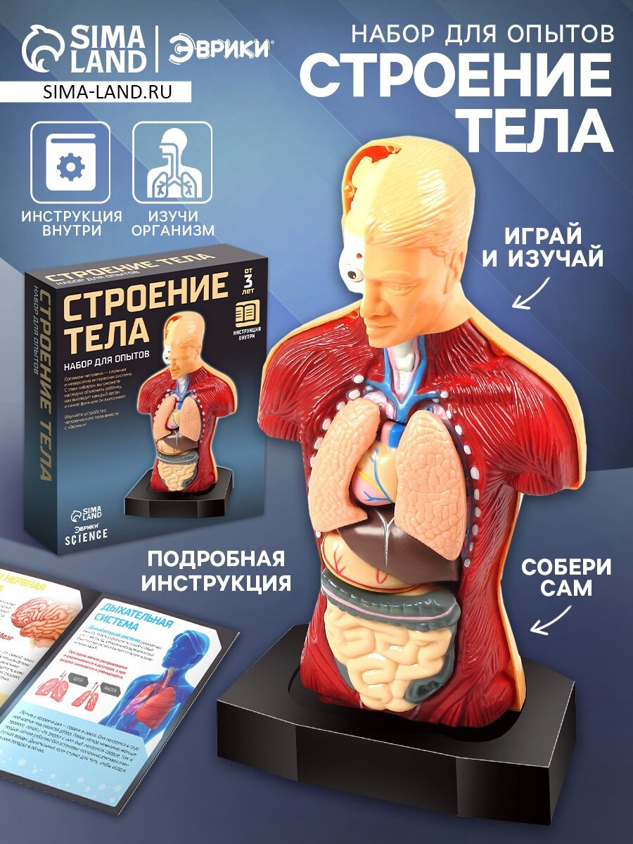 Научный опыт «Строение тела»