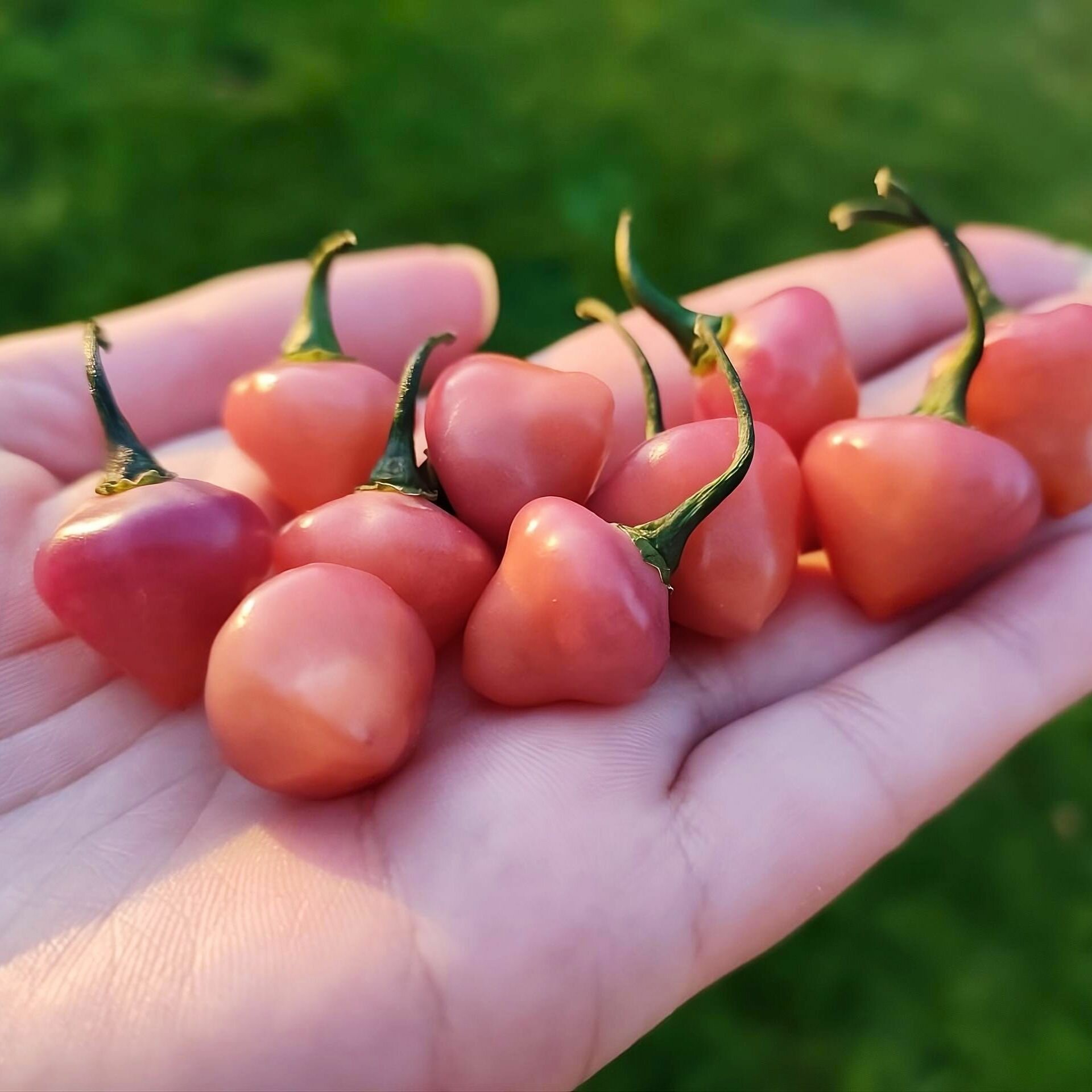 Семена острого перца Chiero Roxa