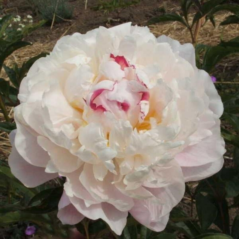 Пион Вог (1 корневище в пакете с торфом), Нидерланды