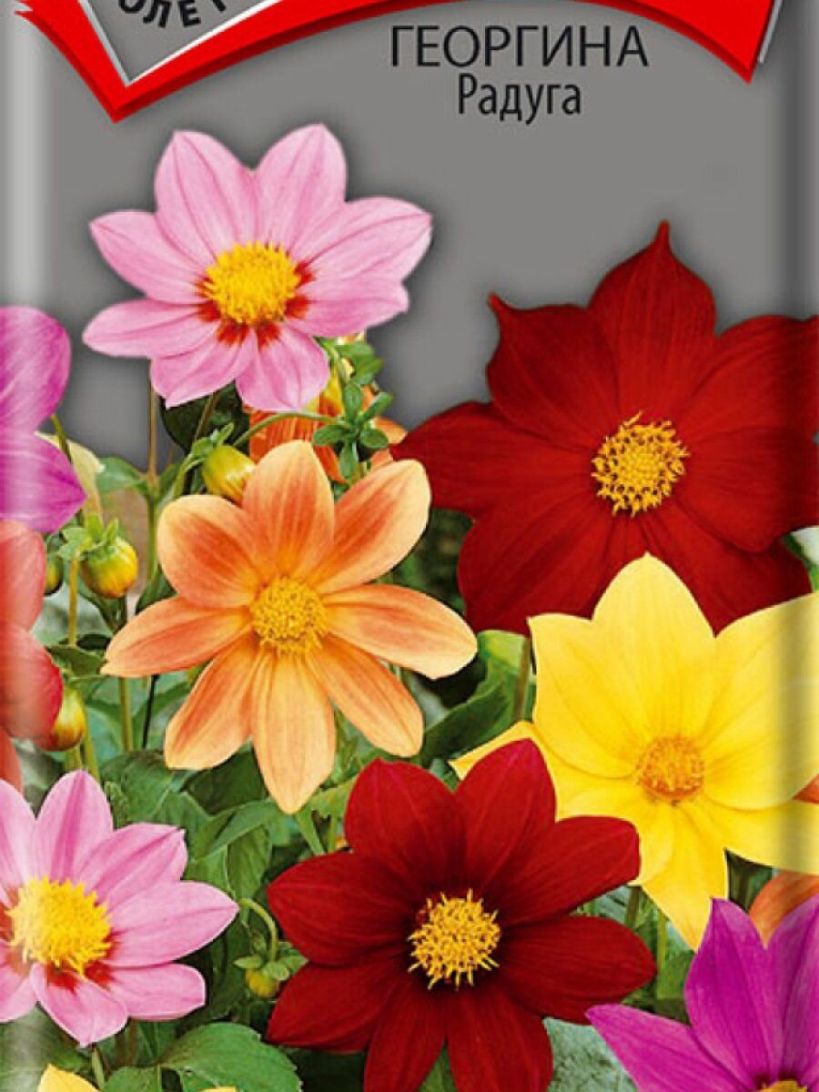 Георгина Радуга 0,3 г, Семена Поиск