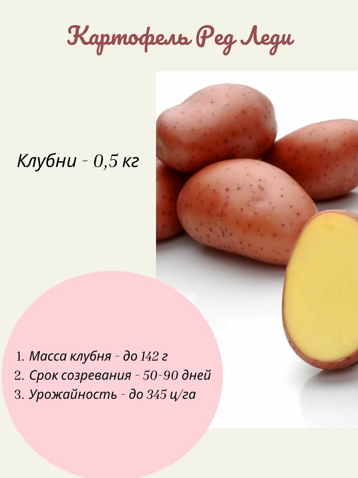 Картофель красный Ред Леди 0,5 кг на посадку