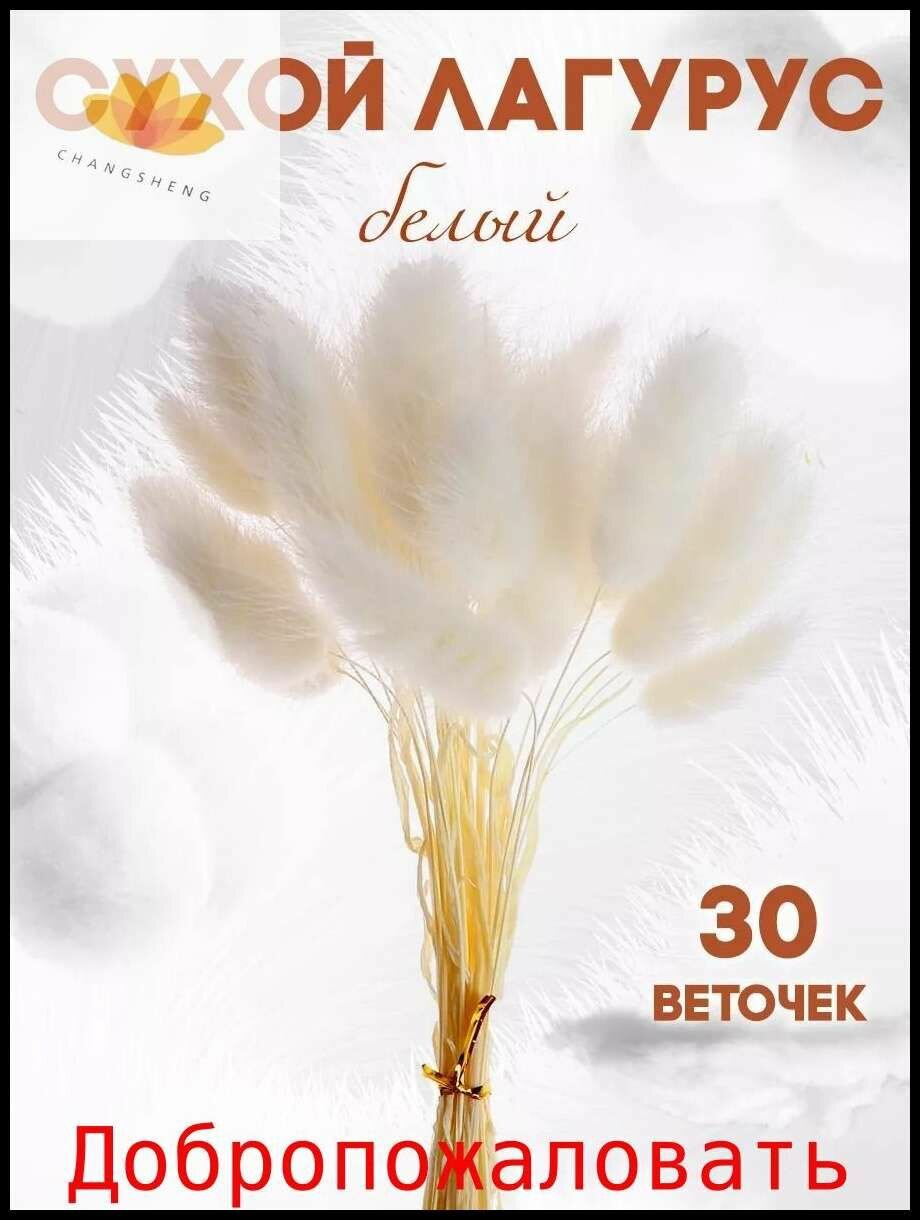 Сухоцветы лагурус зайцехвост