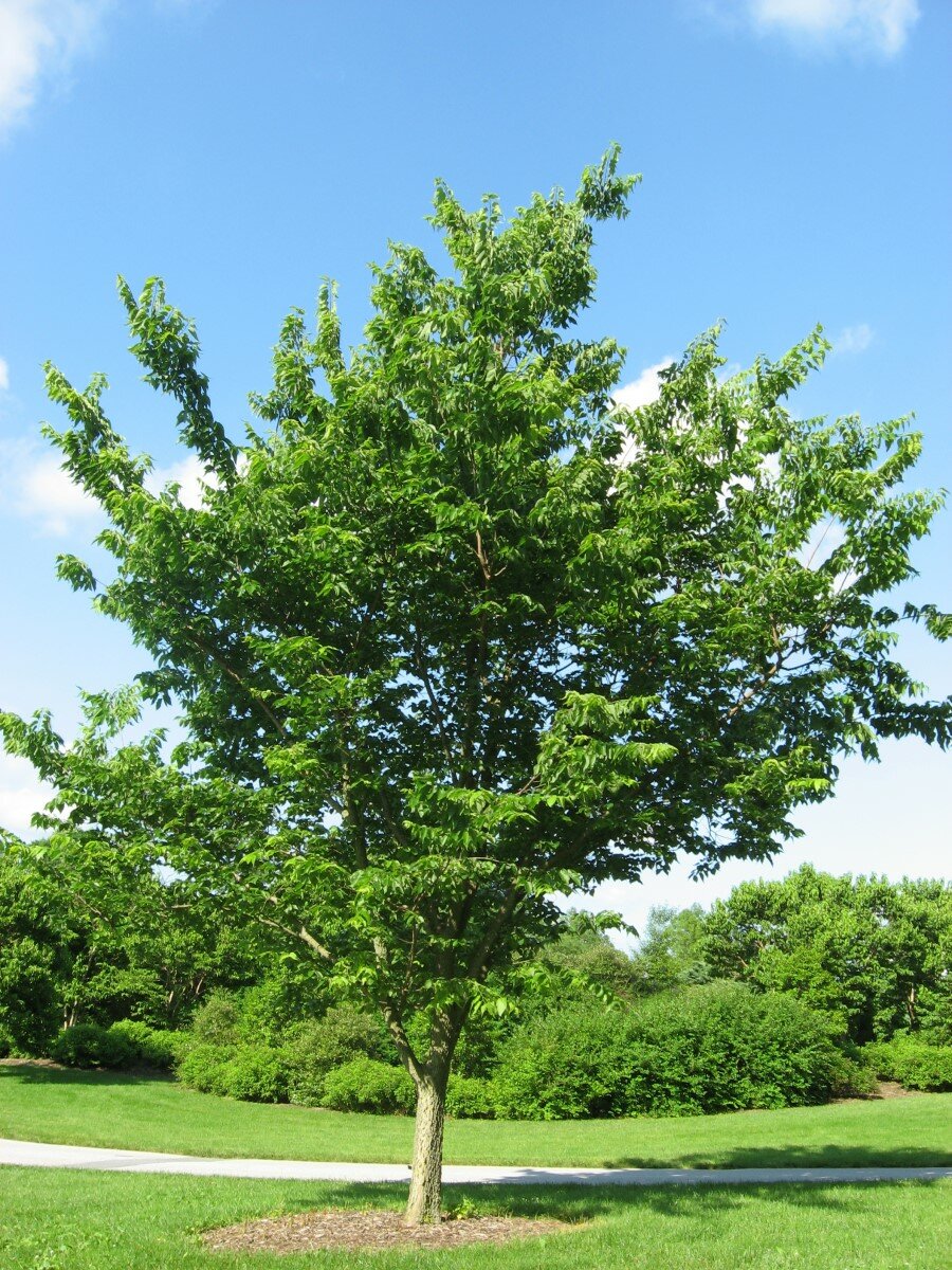 Семена Каркаса Западный (Celtis occidentalis), 15 штук семян