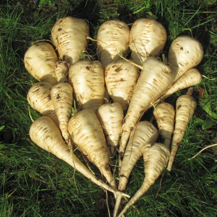 Семена Пастернака "Тарапунька и Штепсель", 10 шт. семян