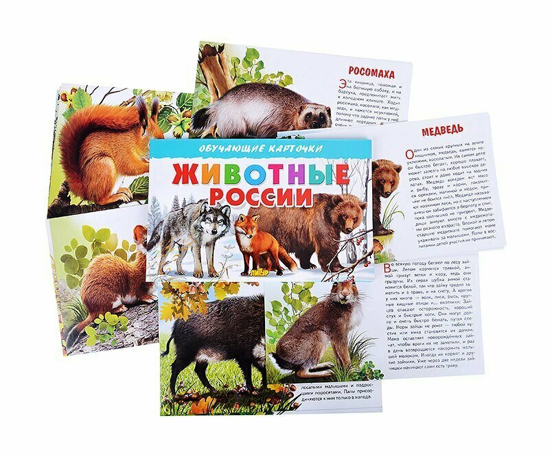 Обучающие карточки Литур "Животные России" (978-5-9780-0862-3)