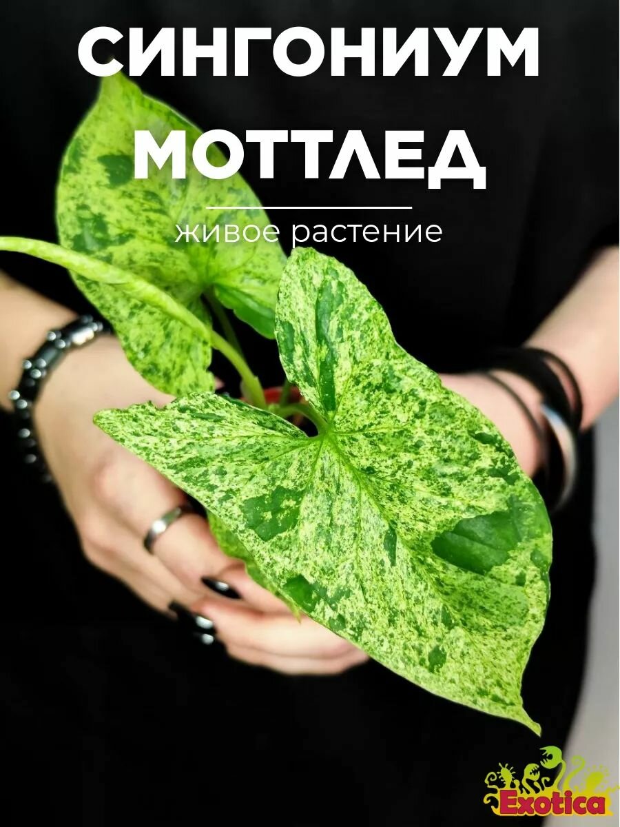 Сингониум Моттлед Мохито (Syngonium Mottled Mojito) D6см, домашний цветок