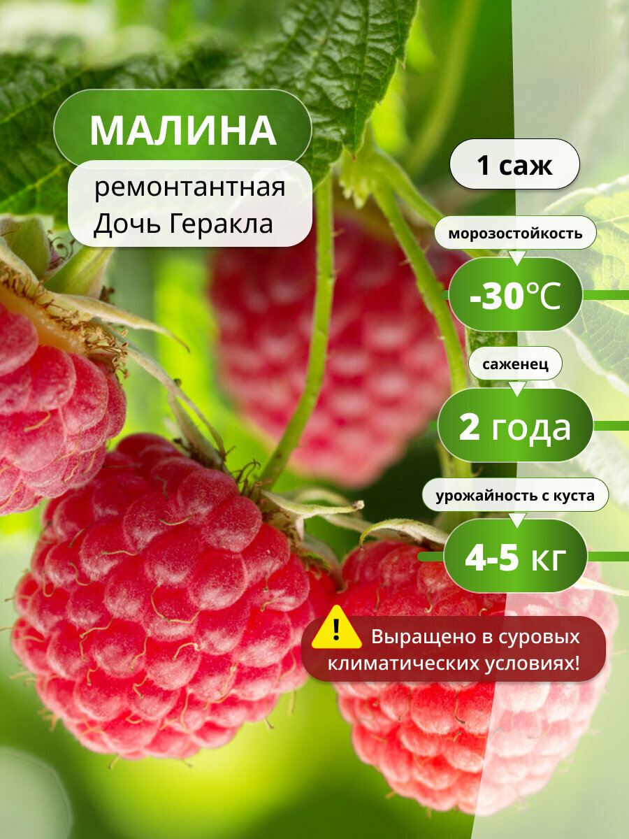 Малина ремонтантная "Дочь Геракла" / 1 шт, морозостойкий сорт