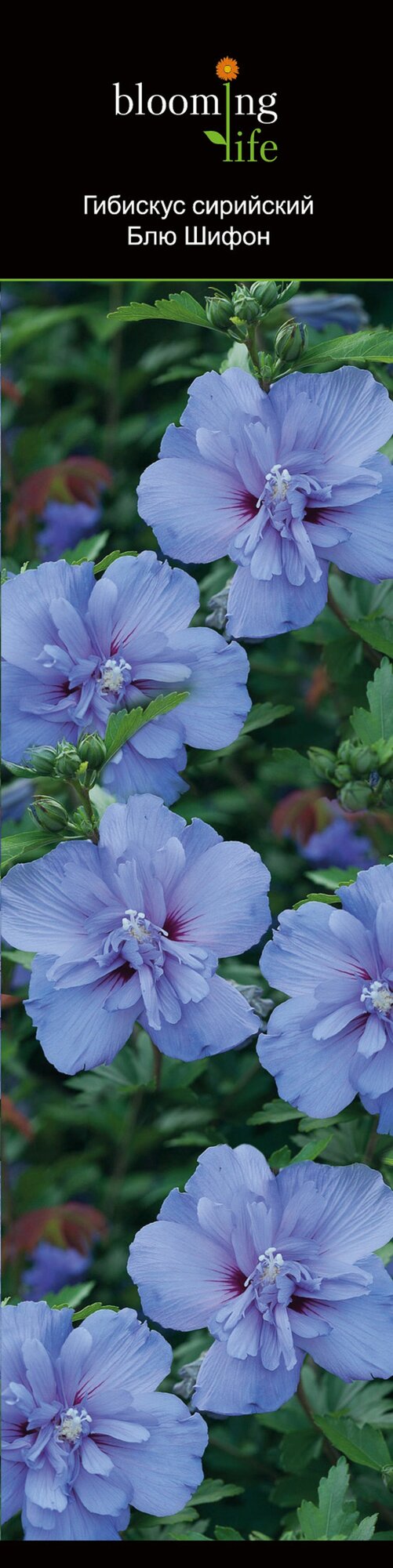 Растение Гибискус сирийский блю шифон 851751 1 шт