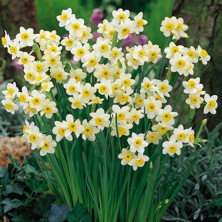 Нарцисс Минноу белый 5шт