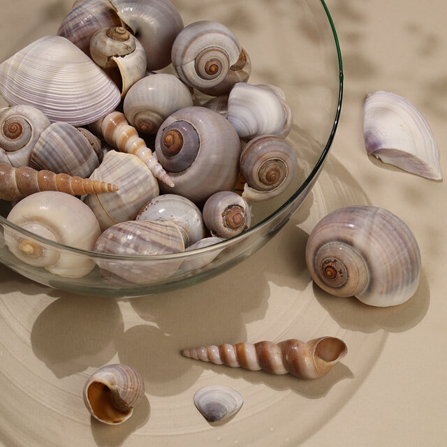 Декоративные ракушки El Rosso 10 см синие, Koopman, D22200020-3