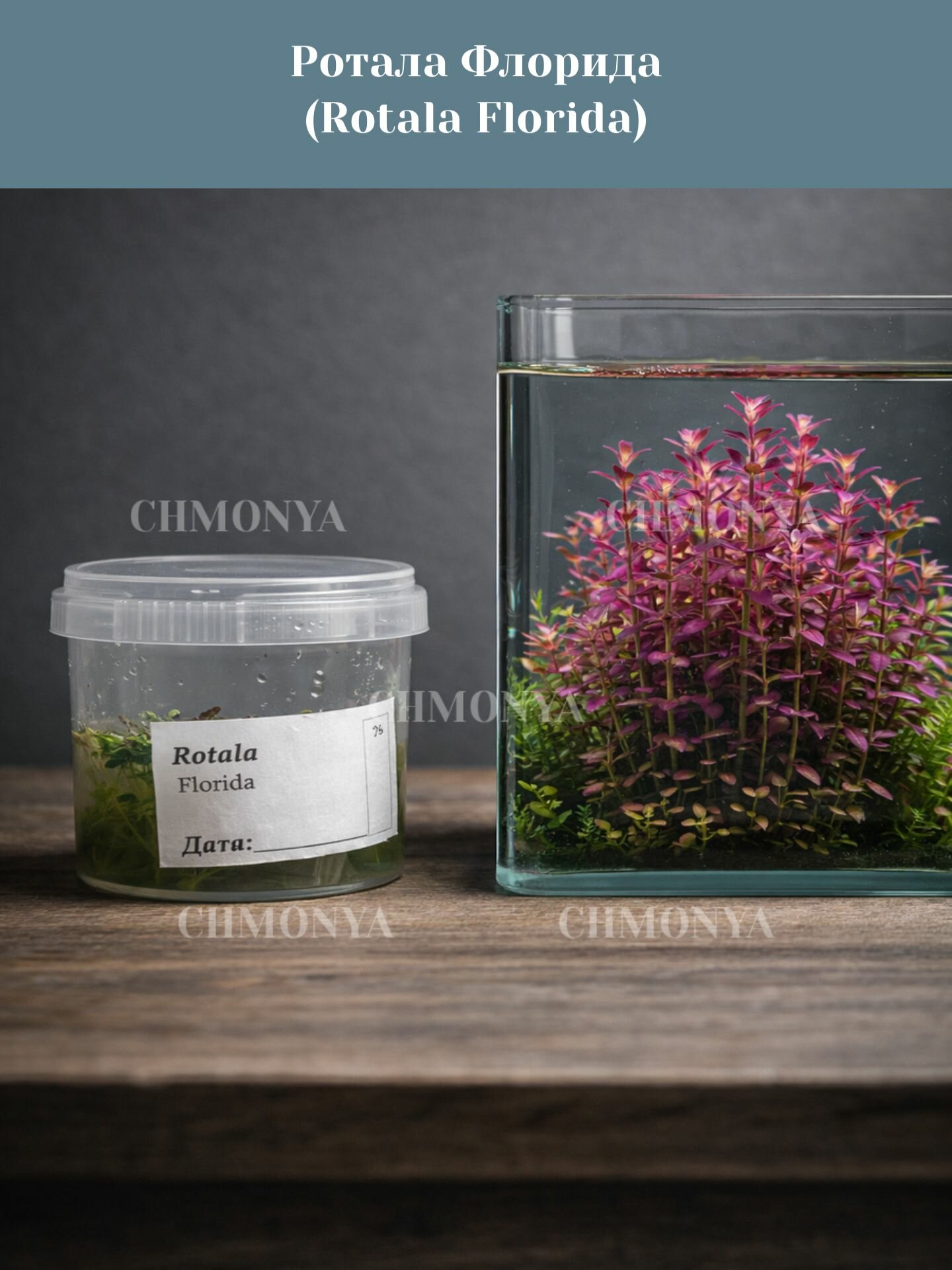 Меристемное растение Ротала Флорида (Rotala Florida) живое аквариумное растение