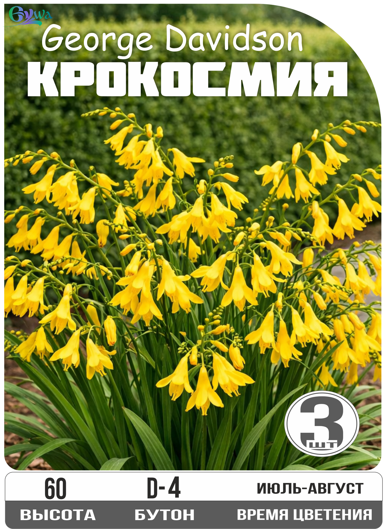 Крокосмия Луковица (монтбреция) George Davidson, 5шт