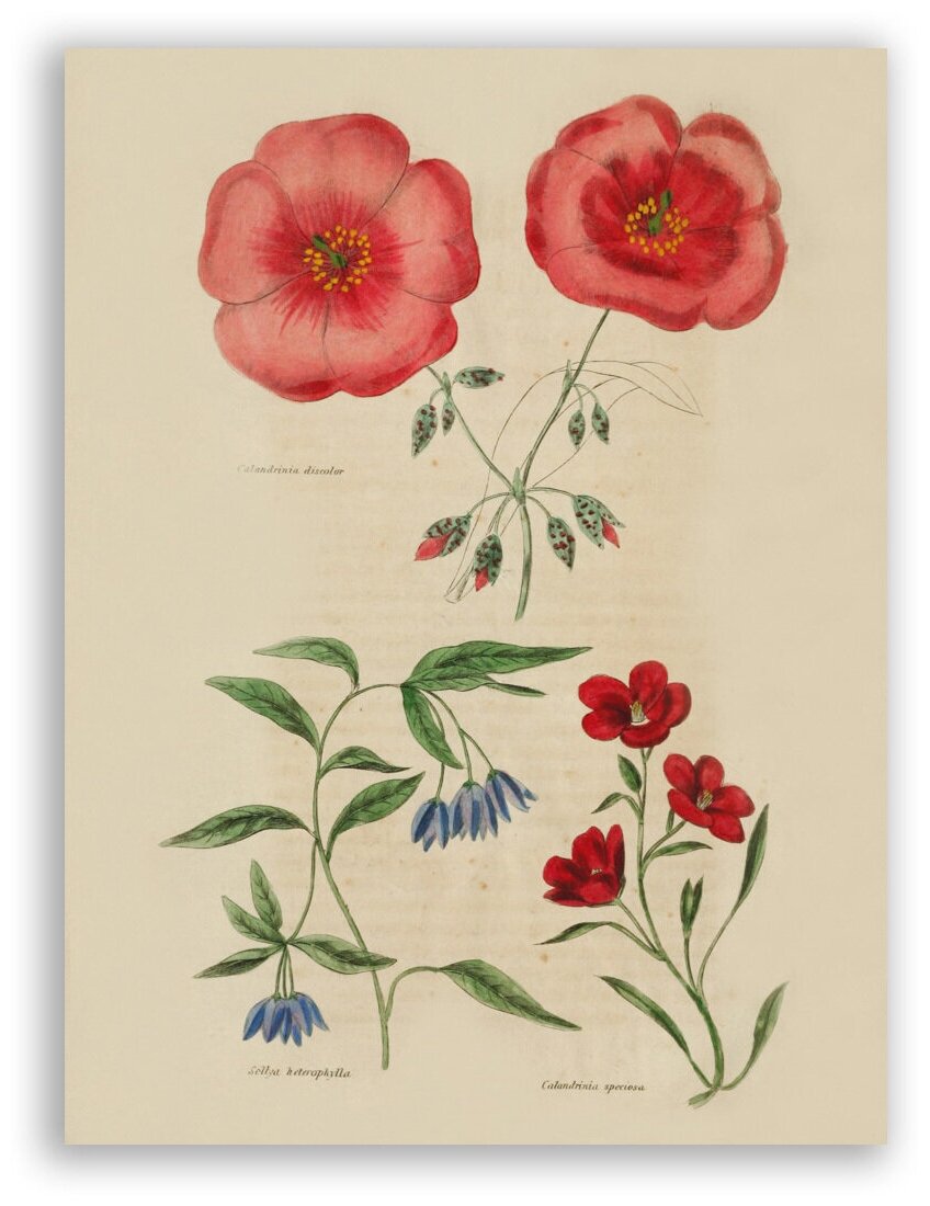 Гравюра Постер на бумаге / Calandrinia Discolor, Seltya Heterophylla, Calandrinia Speciosa