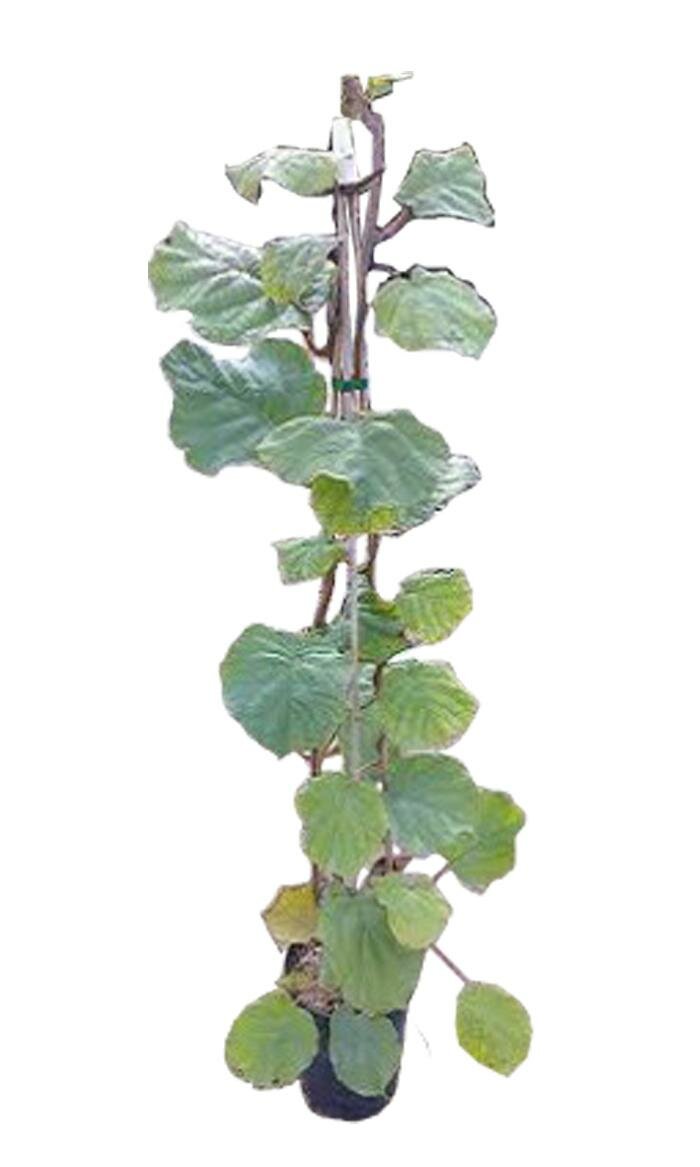 Киви (Актинидия) - Actinidia D24 H160