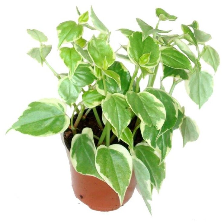 Пеперомия сморщенная вариегата - Peperomia scand Variegata D14 H30