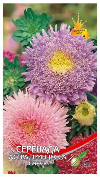 Астра Принцесса Серенада смесь, 90 семян