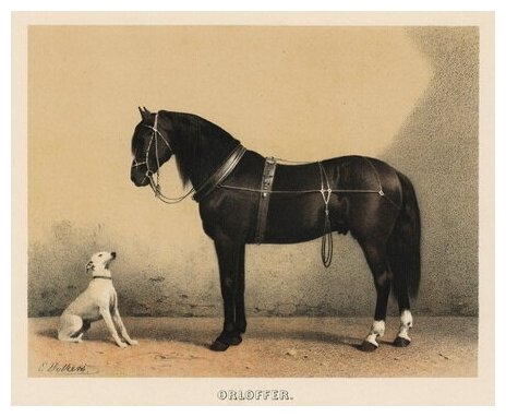 Плакат, постер Орловская рысистая лошадь (Орлоффер) и белая собака на бумаге, размер 21х30см