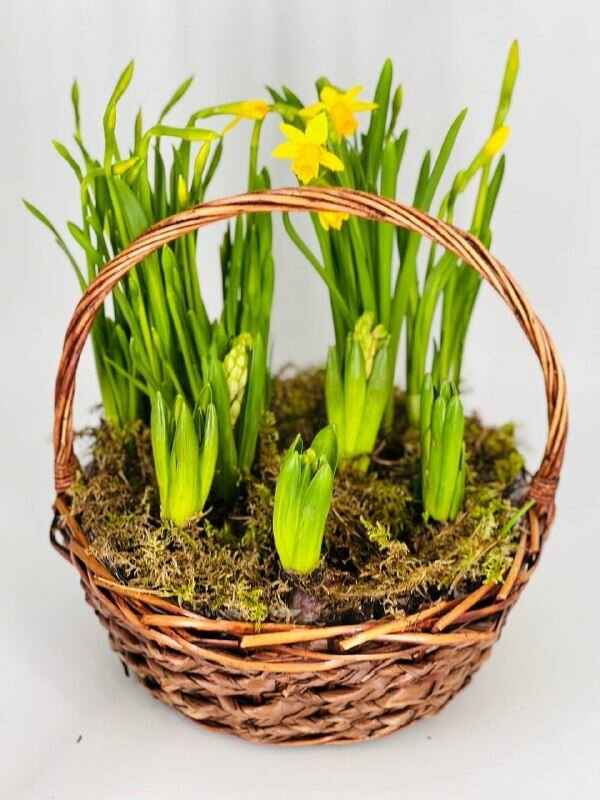 Нарциссы и гиацинты, первоцветы в корзине