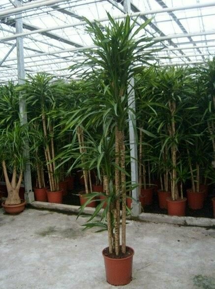 Драцена душистая Рики - Dracaena fragrans Riki D40 H210