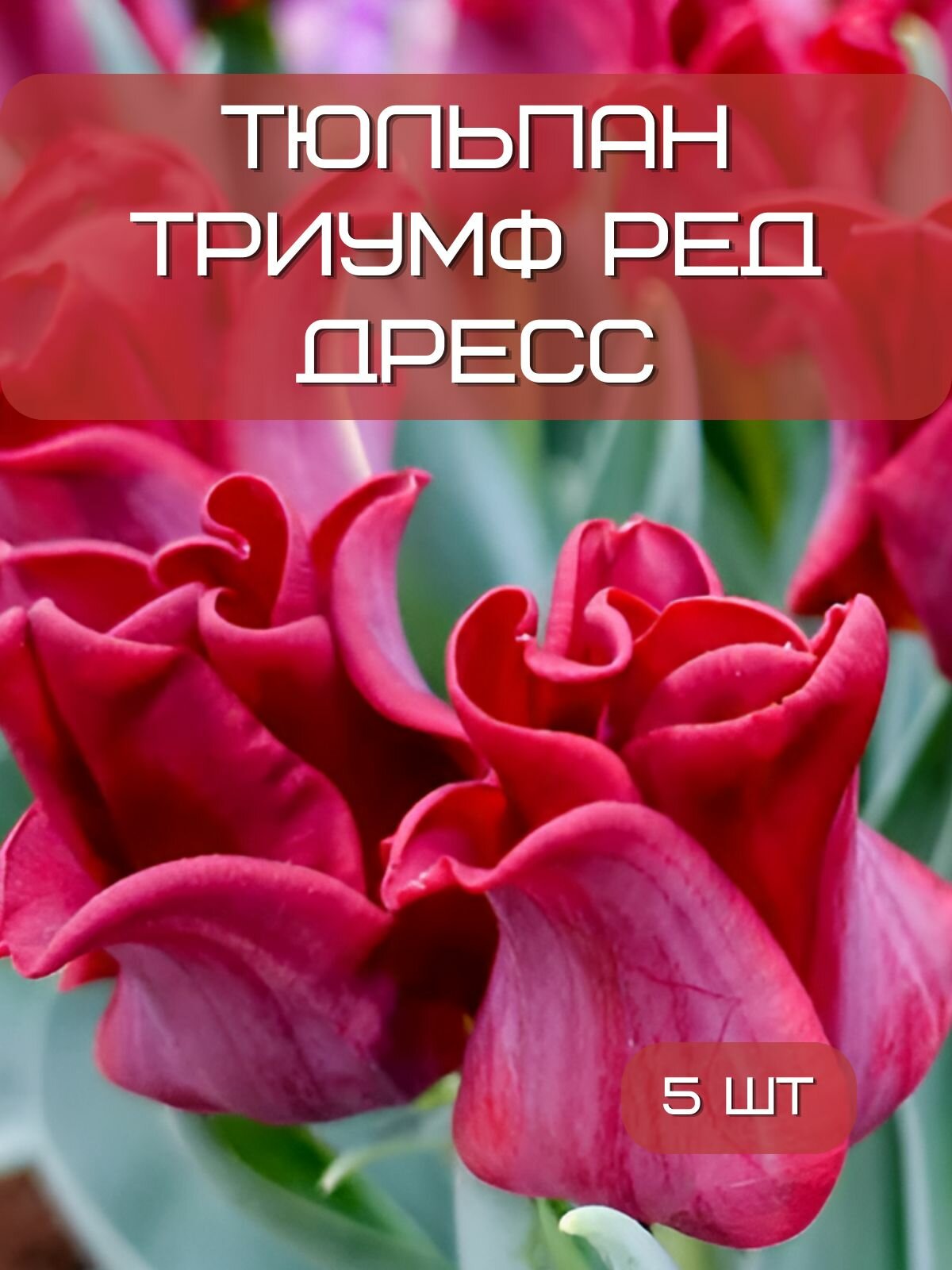 Тюльпан Триумф Ред Дресс 5 шт.
