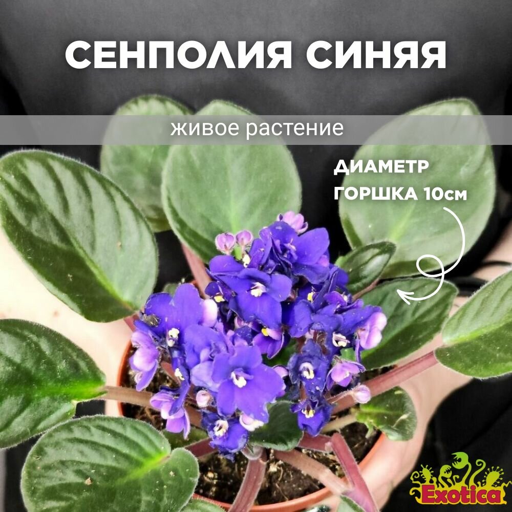 Сенполия Синяя (лат. Saintpaulia Dark Blue) D10см, фиалка живая комнатная