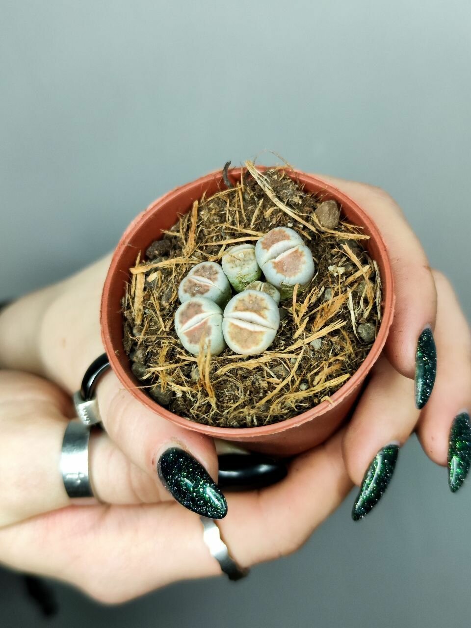 Литопсы Микс (Lithops Mix) D5см, живые камни — фото 1