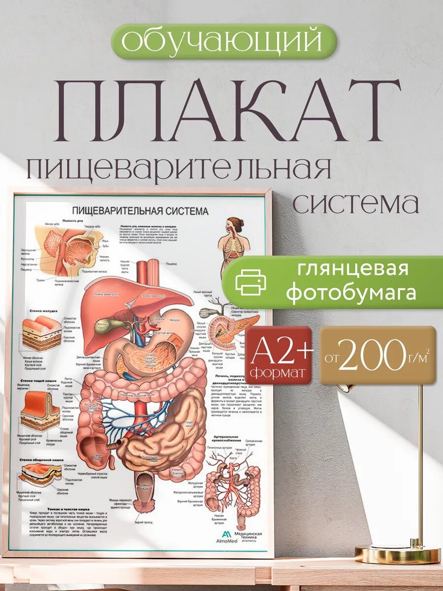 Пищеварительная система, плакат глянцевая фотобумага от 200 г/кв. м, размер A1+