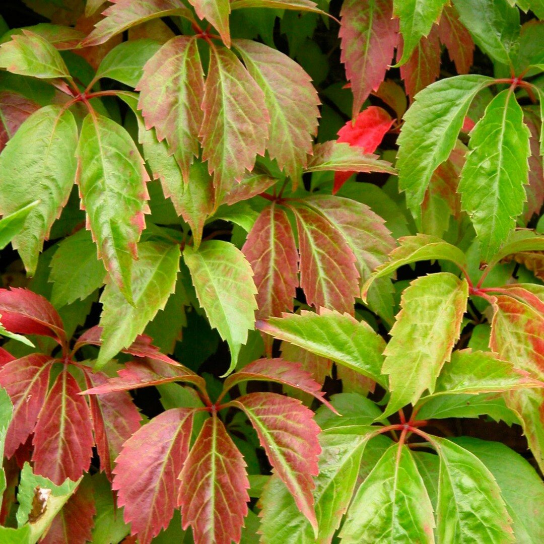 Девичий виноград Энгельмана (1 саженец в горшке Р9), Нидерланды