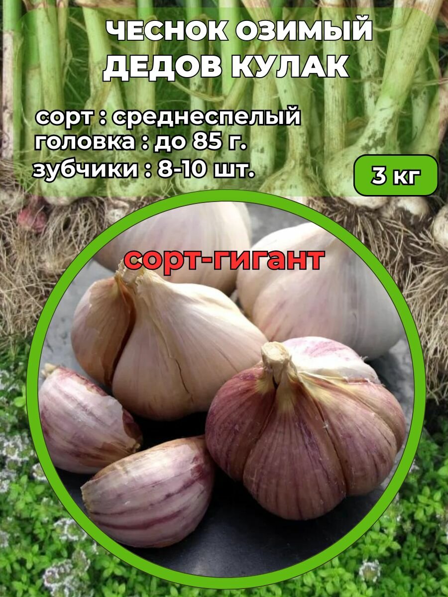 Чеснок озимый на посадку Дедов кулак 3 кг