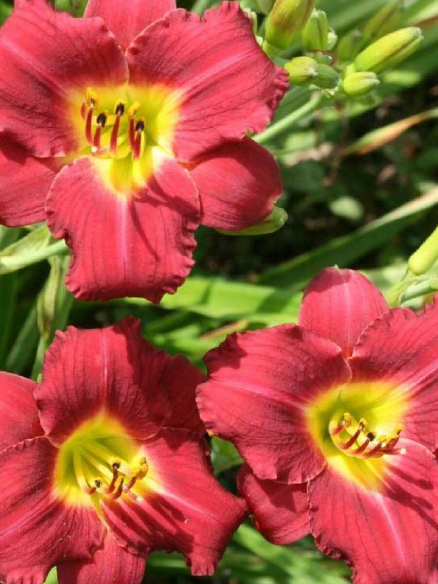 Лилейник Пардон Ми