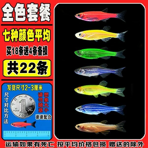 Специальная цена: Зебрафиш, тропические рыбки для начинающих, конфетные цвета, декоративные рыбки, легкие в выращивании и уходе, маленькие рыбки