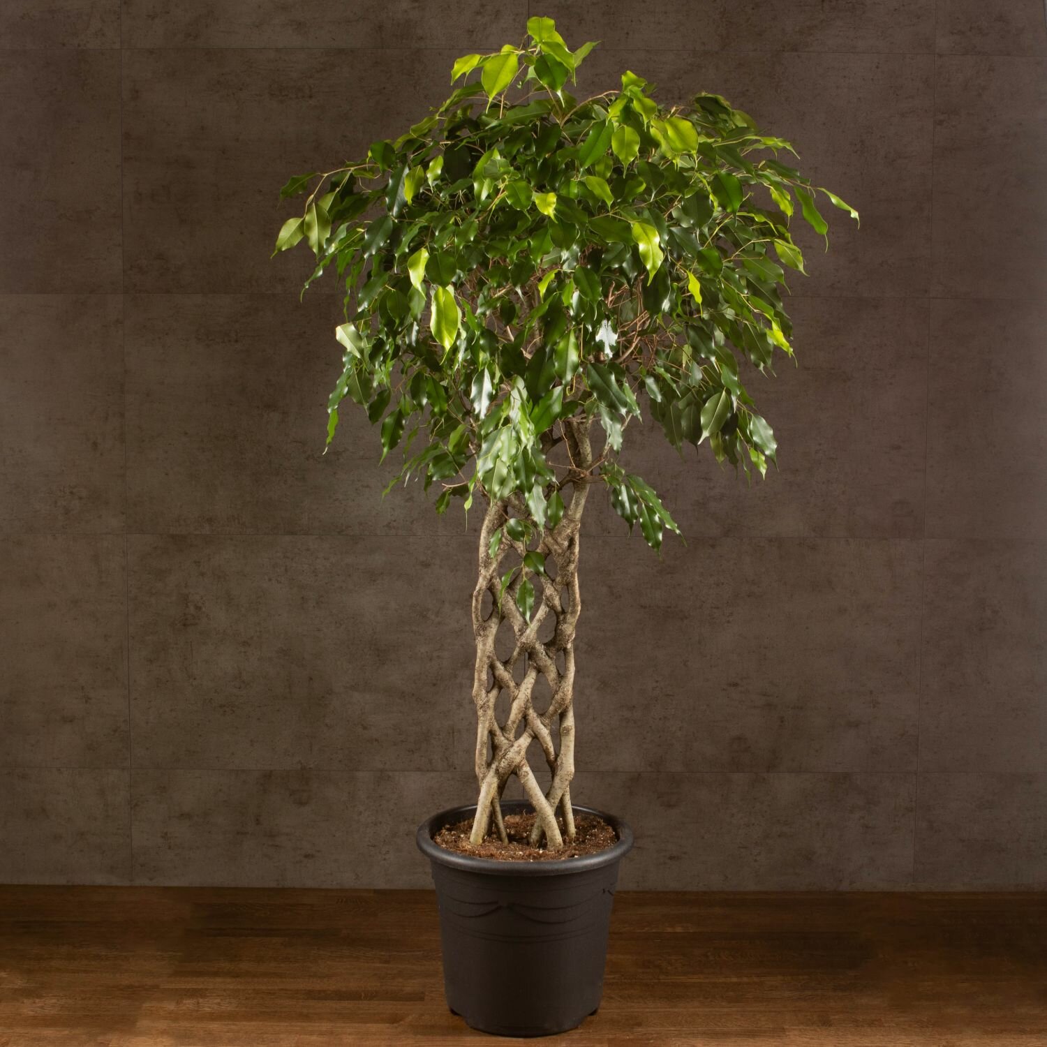 Фикус Экзотика решетка 140/32