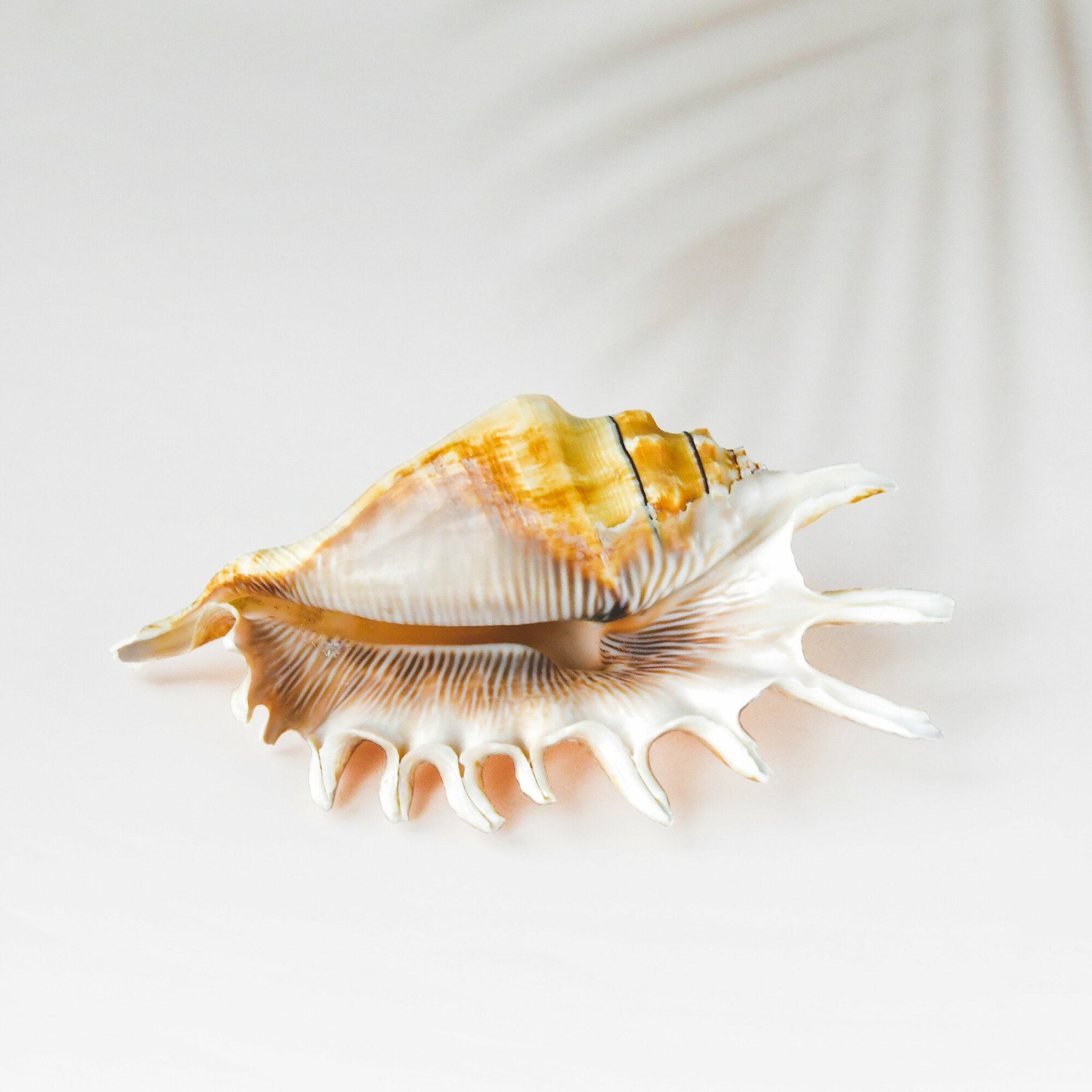 Натуральная морская ракушка FANTASY Ламбис милипеда 1 шт. 11-14 см